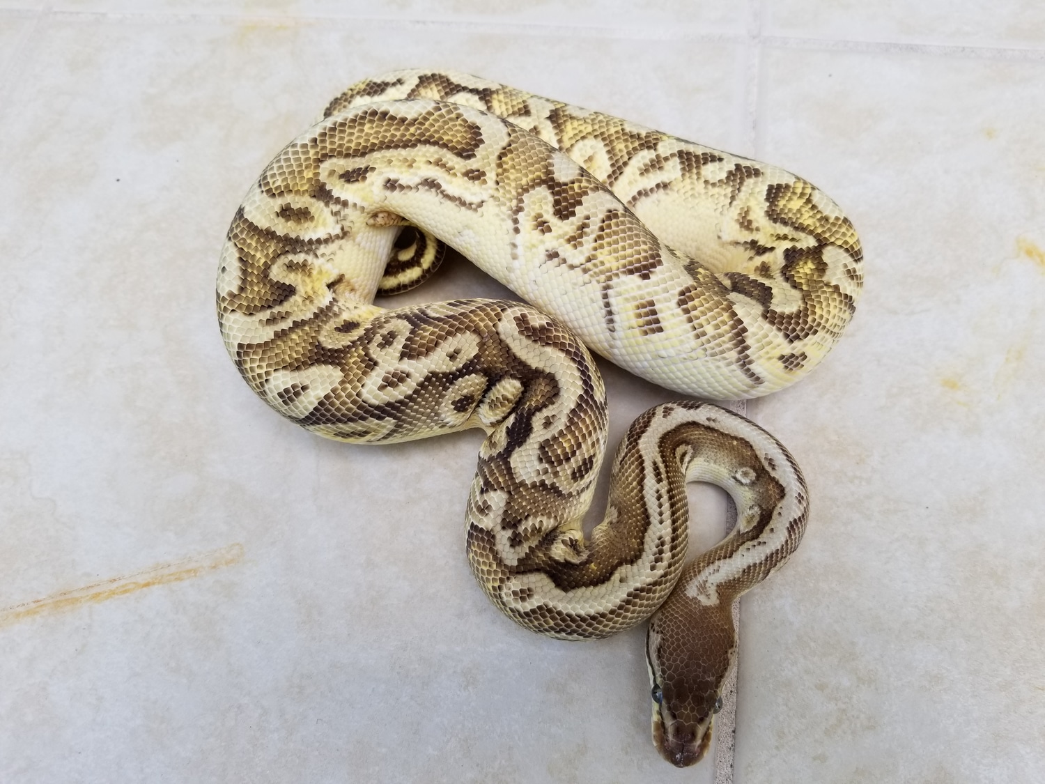 Mojave Inferno Ball Python by Morph Jungle - MorphMarket