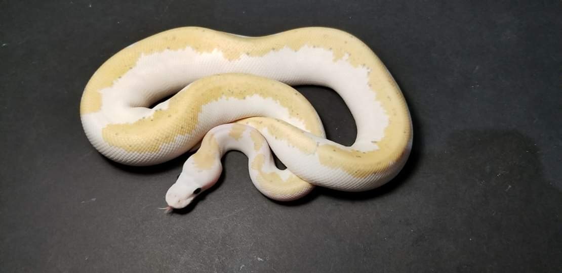 Super Sulfur Ball Python by Morph Jungle - MorphMarket