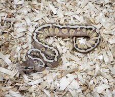 Super Pastel Mojave HGW Ball Python by Morph Jungle - MorphMarket