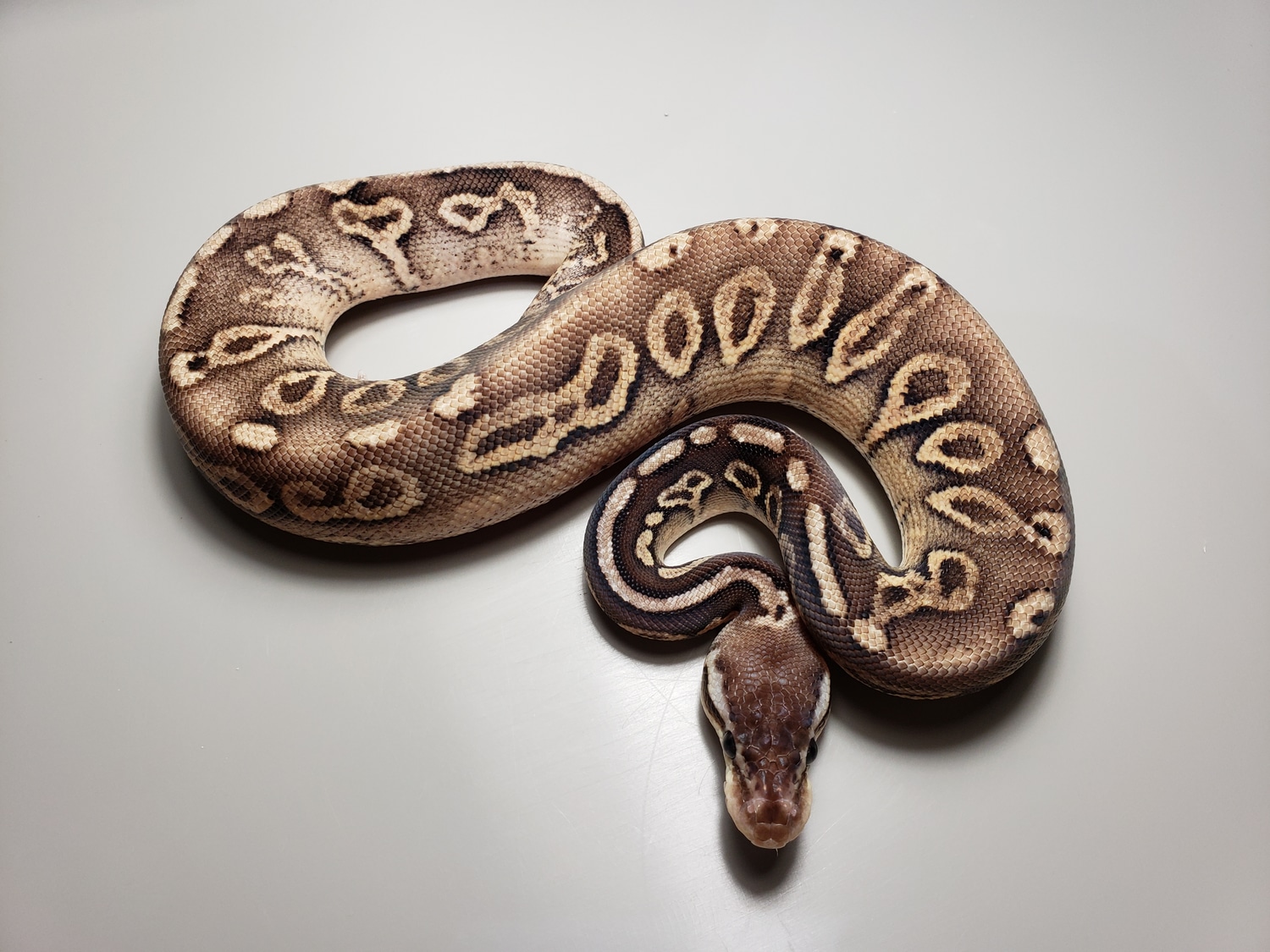 Pewter Ball Python by Morph Jungle - MorphMarket