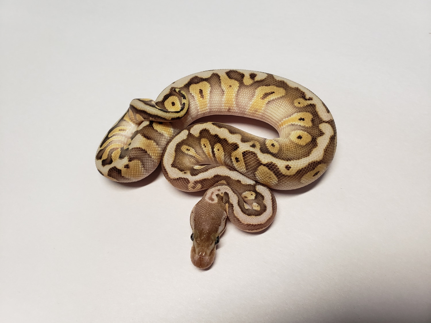 Super Pastel Mojave HGW Ball Python by Morph Jungle - MorphMarket