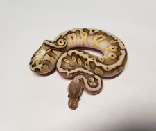 Super Pastel Mojave HGW Ball Python by Morph Jungle - MorphMarket