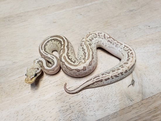 Pastel Bamboo Leopard HGW Pos YB Pos HRA Pos Het Pied Ball Python by ...