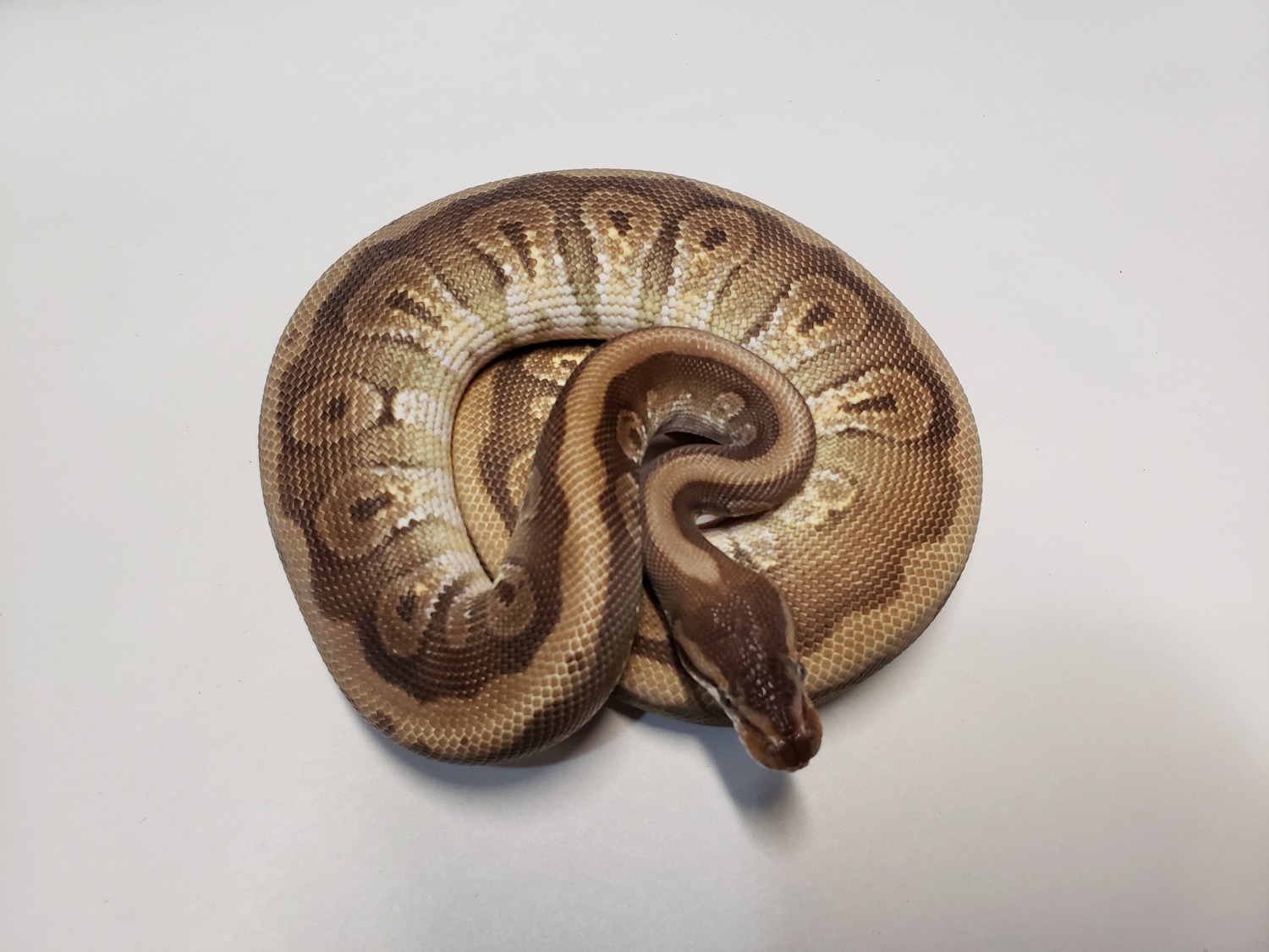Mojave HGW Blackhead?? Ball Python by Morph Jungle - MorphMarket