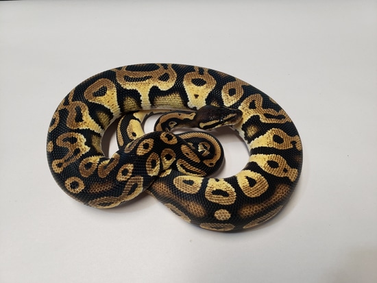 Pastel Blackhead Pos YB Ball Python by Morph Jungle