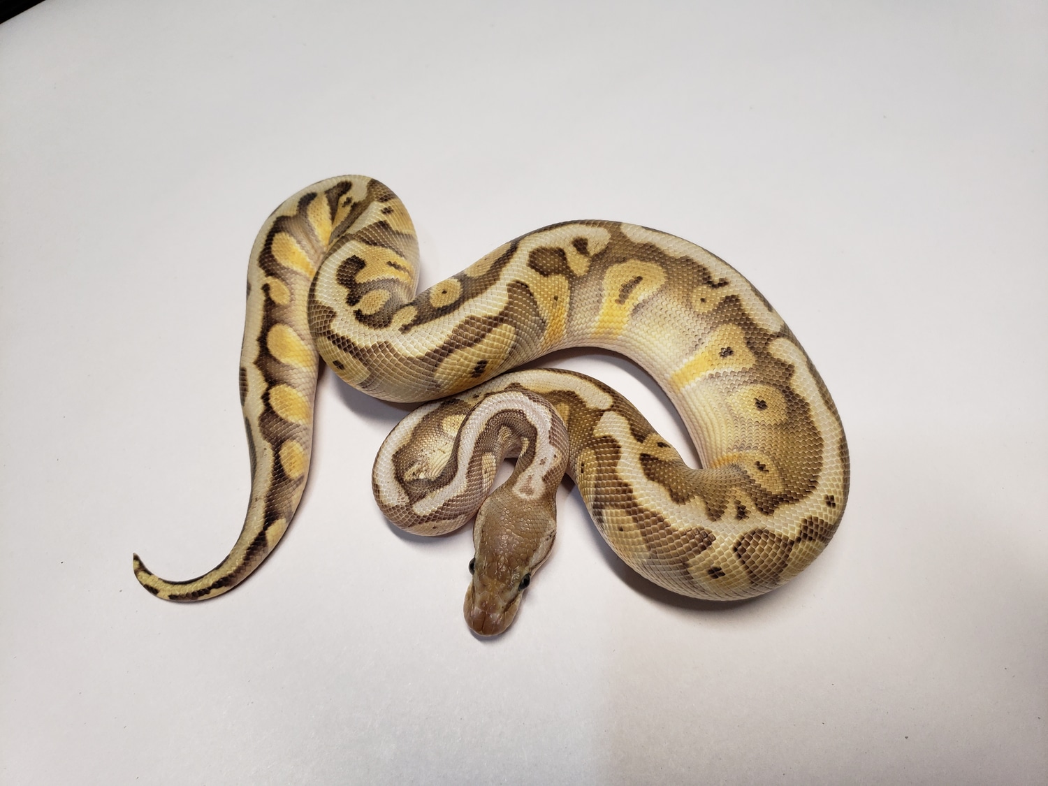 Super Pastel Mojave HGW Ball Python by Morph Jungle - MorphMarket