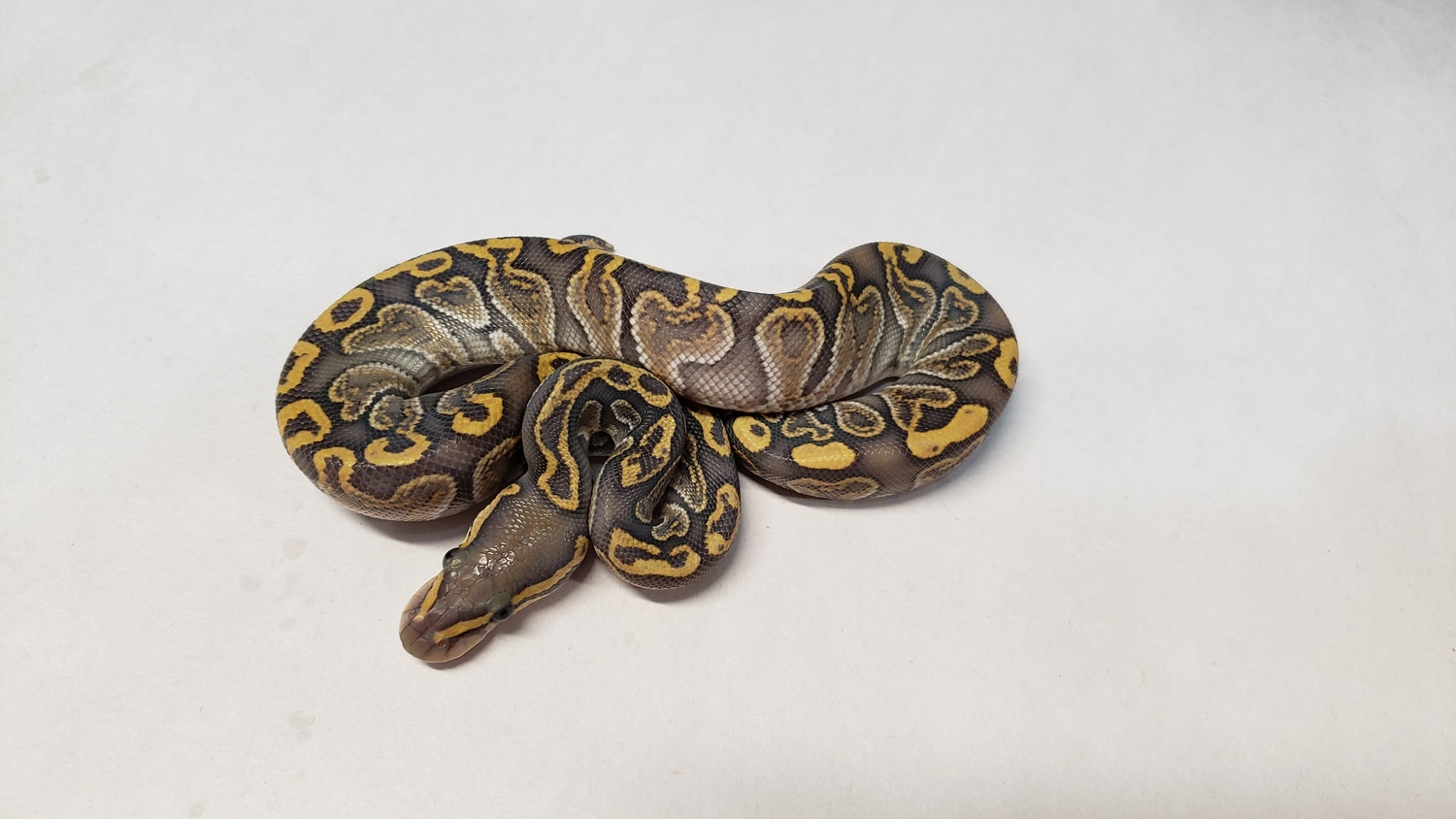 GHI Ghost Ball Python by Morph Jungle - MorphMarket