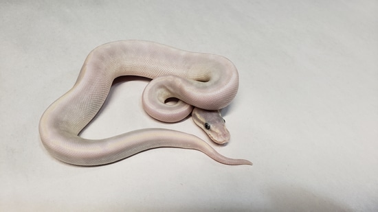 Ghost Crystal GHI Ball Python by Morph Jungle
