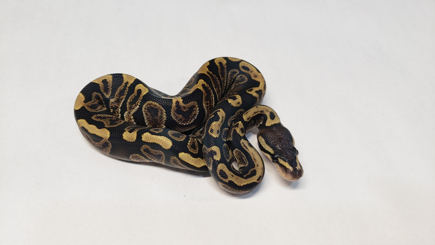 GHI Het Desert Ghost Ball Python by Morph Jungle - MorphMarket