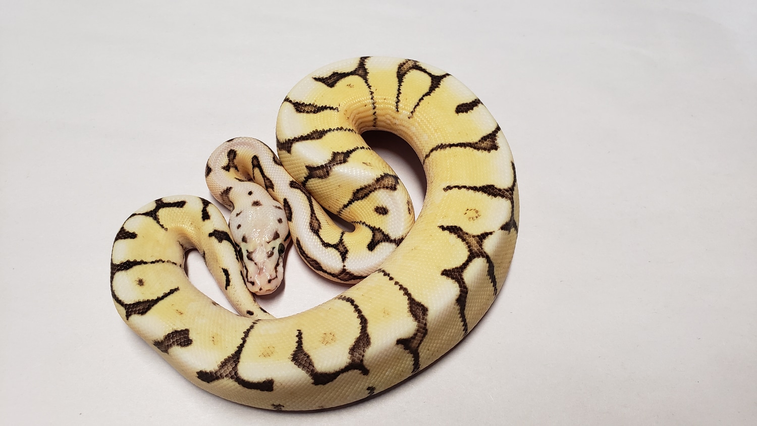 Bumblebee Vanilla/Fire Asphalt/Spark Ball Python by Morph Jungle ...