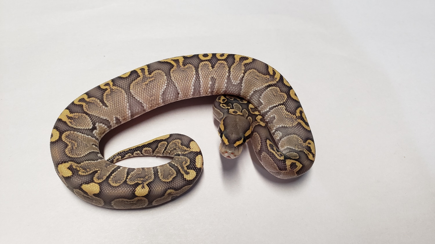 GHI Special Ghost Ball Python by Morph Jungle - MorphMarket