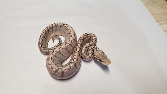 Pastel Bamboo GHI Ball Python by Morph Jungle