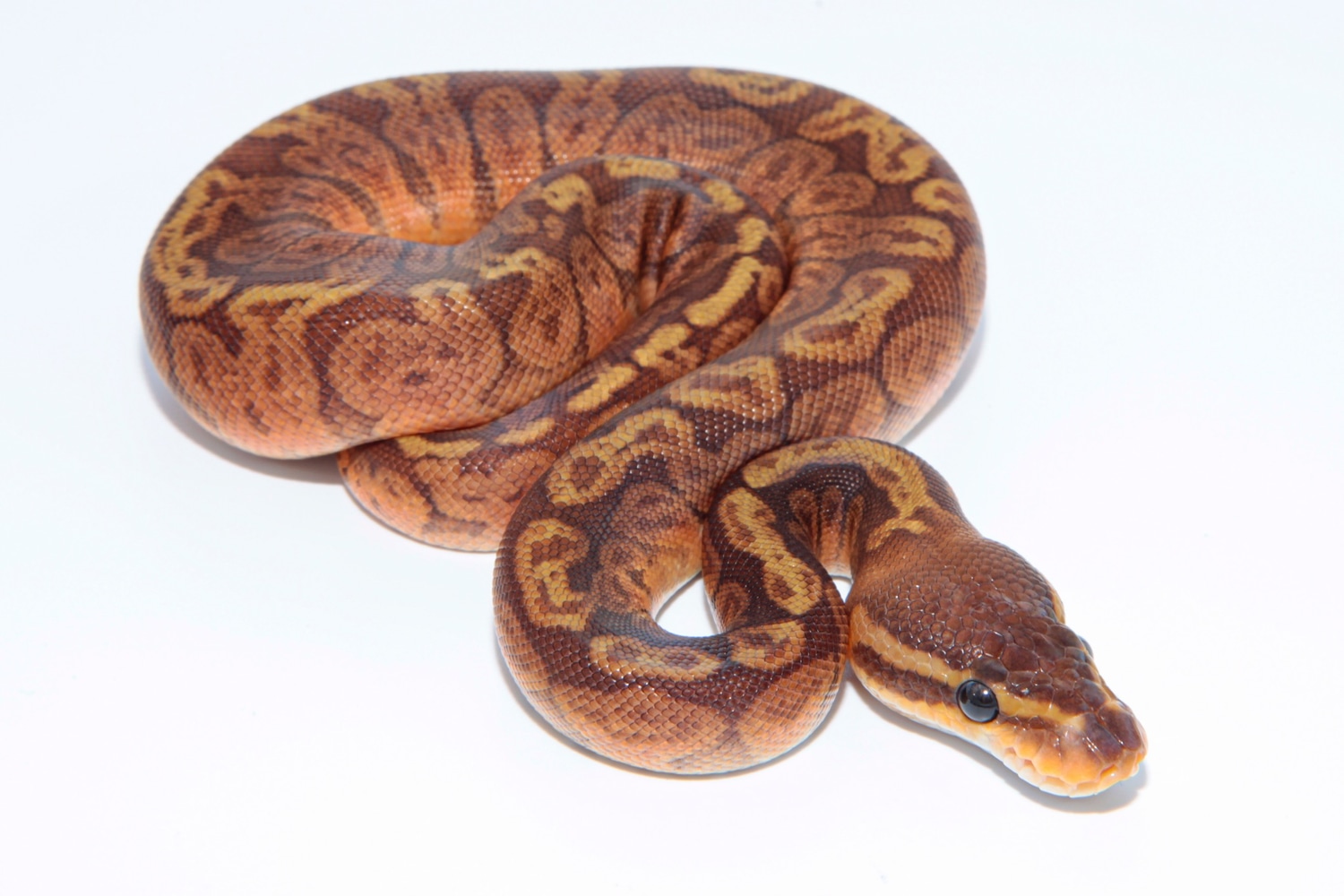Sunset Ball Python by Morph Jungle - MorphMarket