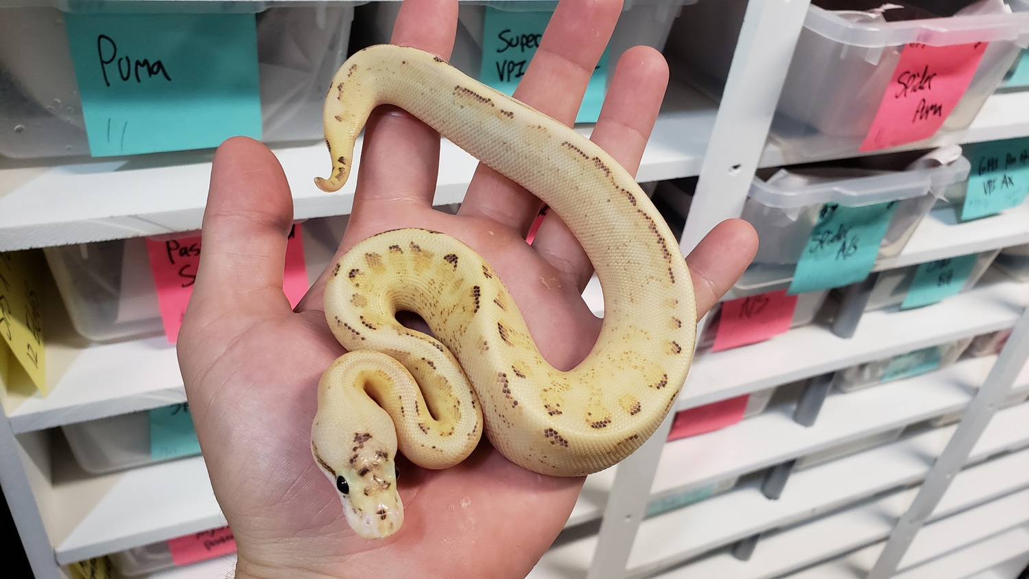 Spider Puma Ball Python by Morph Jungle - MorphMarket