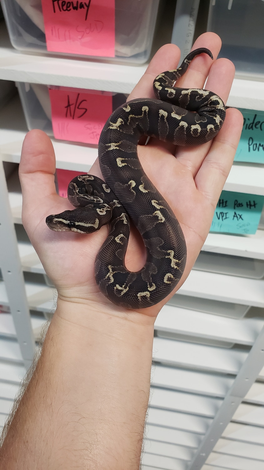 Super GHI 66% Het VPI Axanthic Ball Python by Morph Jungle - MorphMarket