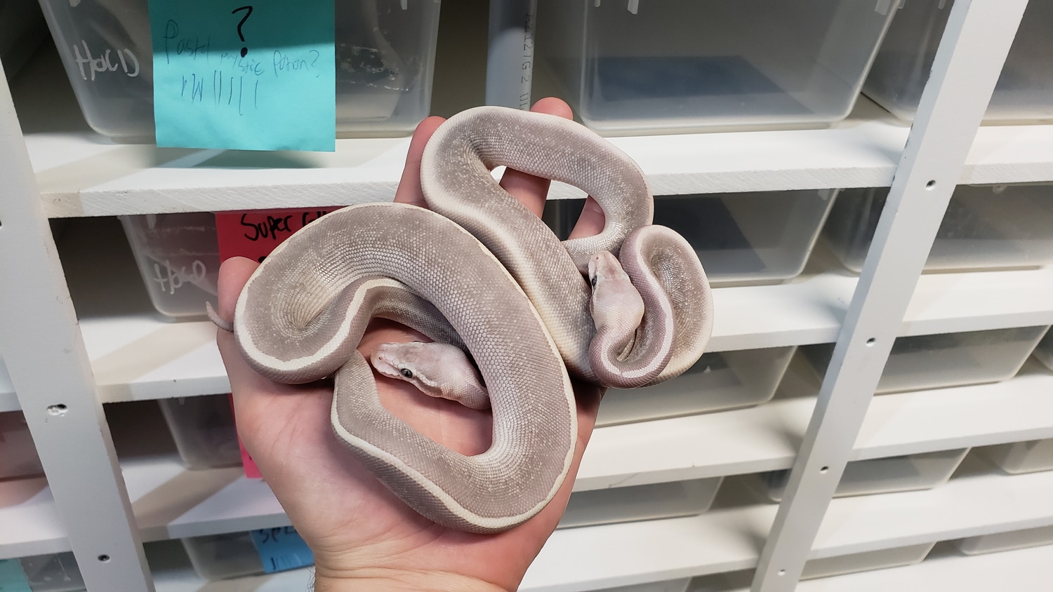 Pastel Mystic Potion Super GHI Pos Blackhead Ball Python by Morph ...