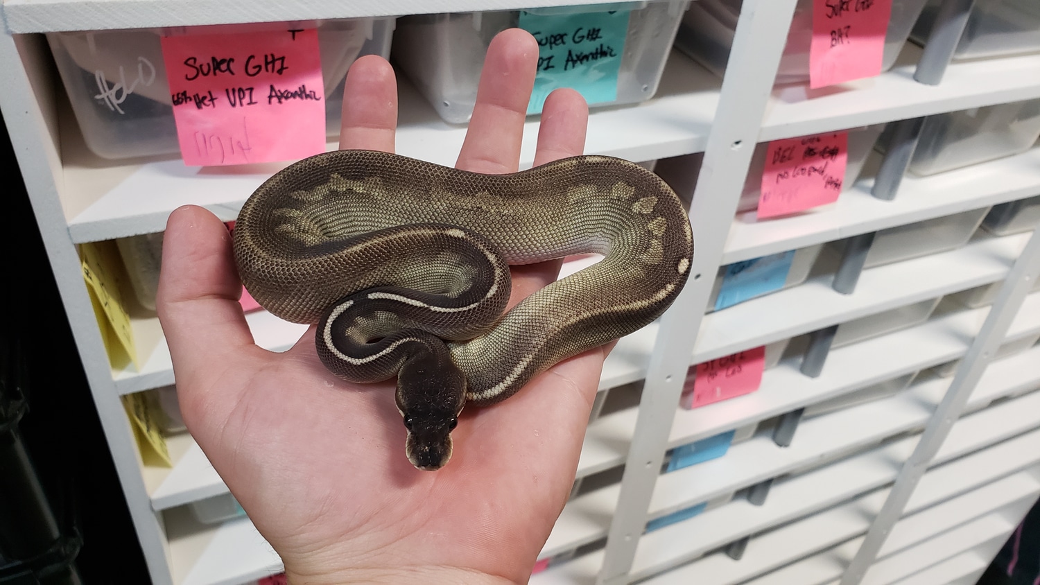 Mojave Blackhead HRA Or Cinnamon Pos Sable Ball Python by Morph Jungle ...