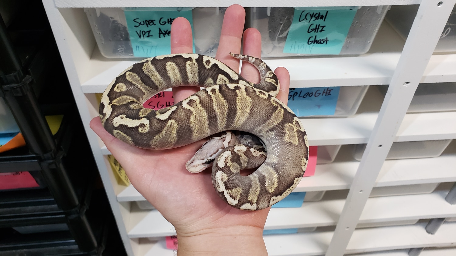 Lemonback Super GHI Ball Python by Morph Jungle - MorphMarket