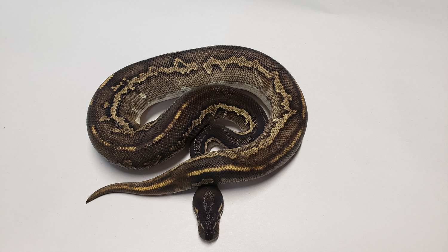Mojave Leopard Blackhead Ball Python by Morph Jungle - MorphMarket