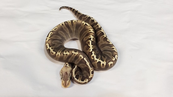 Pastel Super GHI ? Ball Python by Morph Jungle