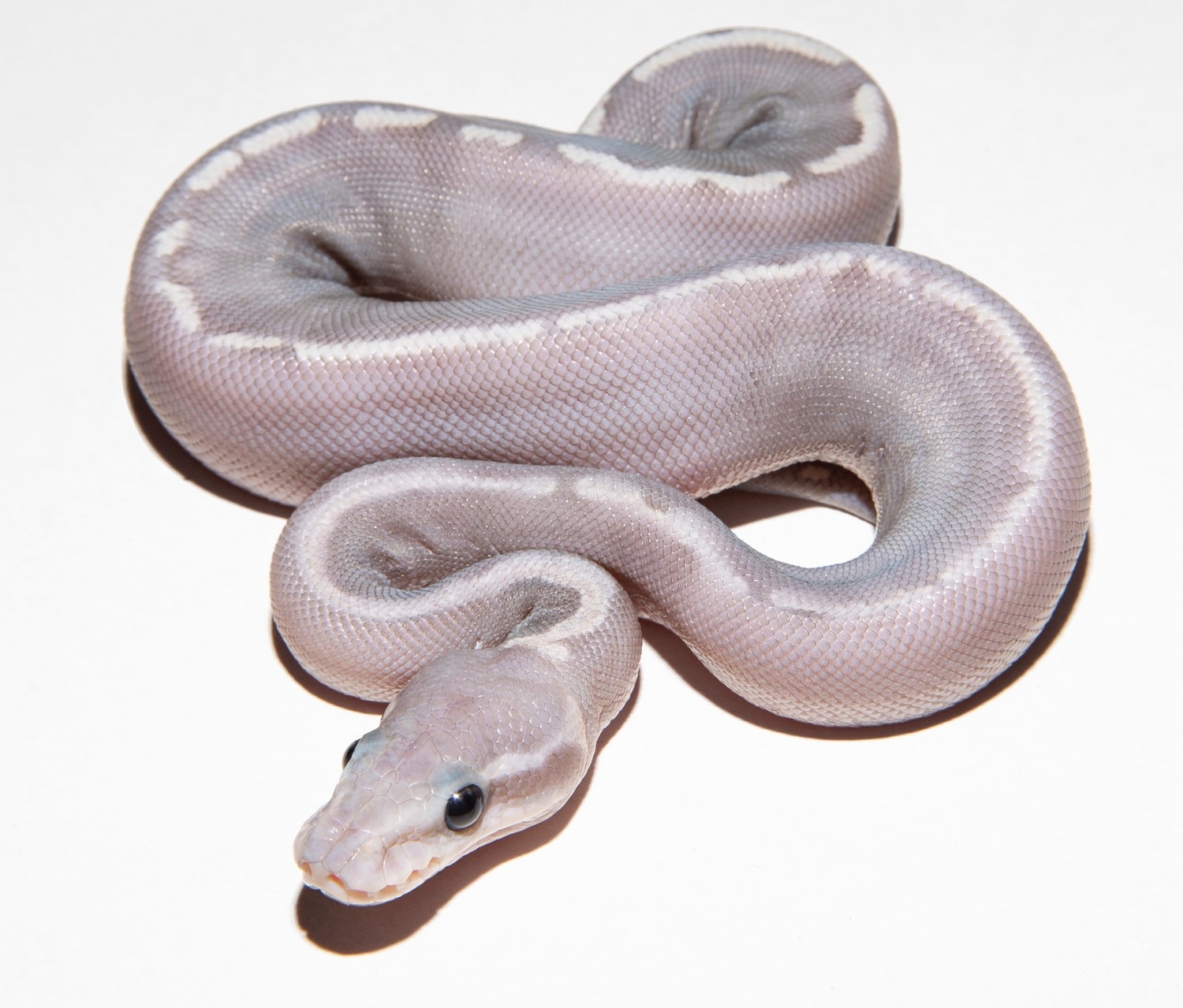 Mojave Super GHI Ghost Ball Python by Morph Jungle - MorphMarket
