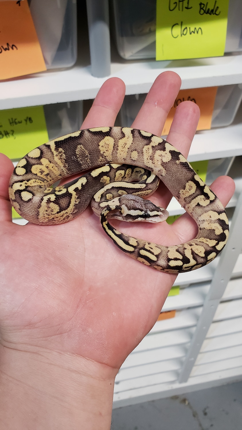 Pastel Vanilla/Fire GHI Calico Paradox Ball Python by Morph Jungle ...