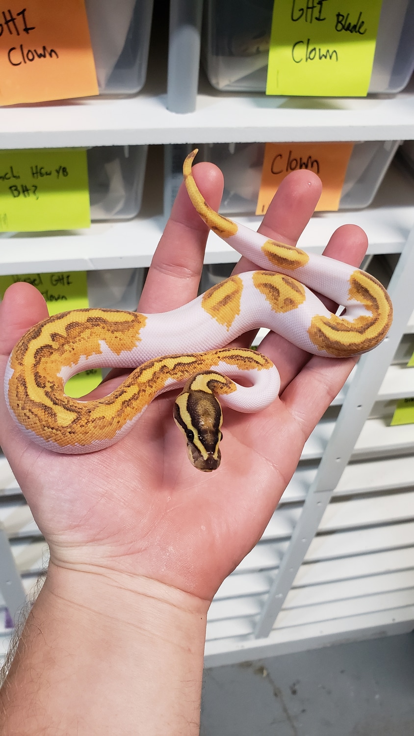 Enchi Lemonback Yellowbelly Pied Pos GHI Ball Python by Morph Jungle - MorphMarket