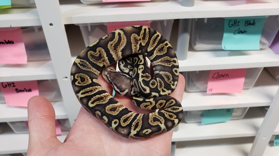 Pastel HRA GHI Ball Python by Morph Jungle