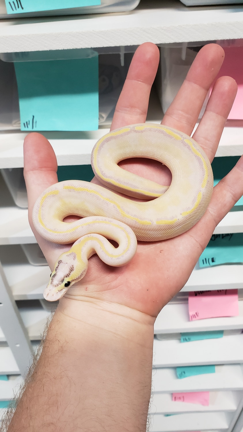 Pastel Enchi Ivory Ball Python by Morph Jungle - MorphMarket