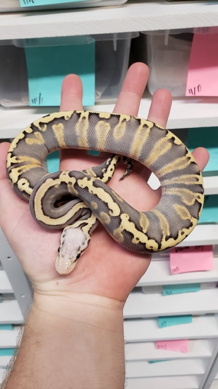Super Pastel Super GHI Het Clown Ball Python by Morph Jungle