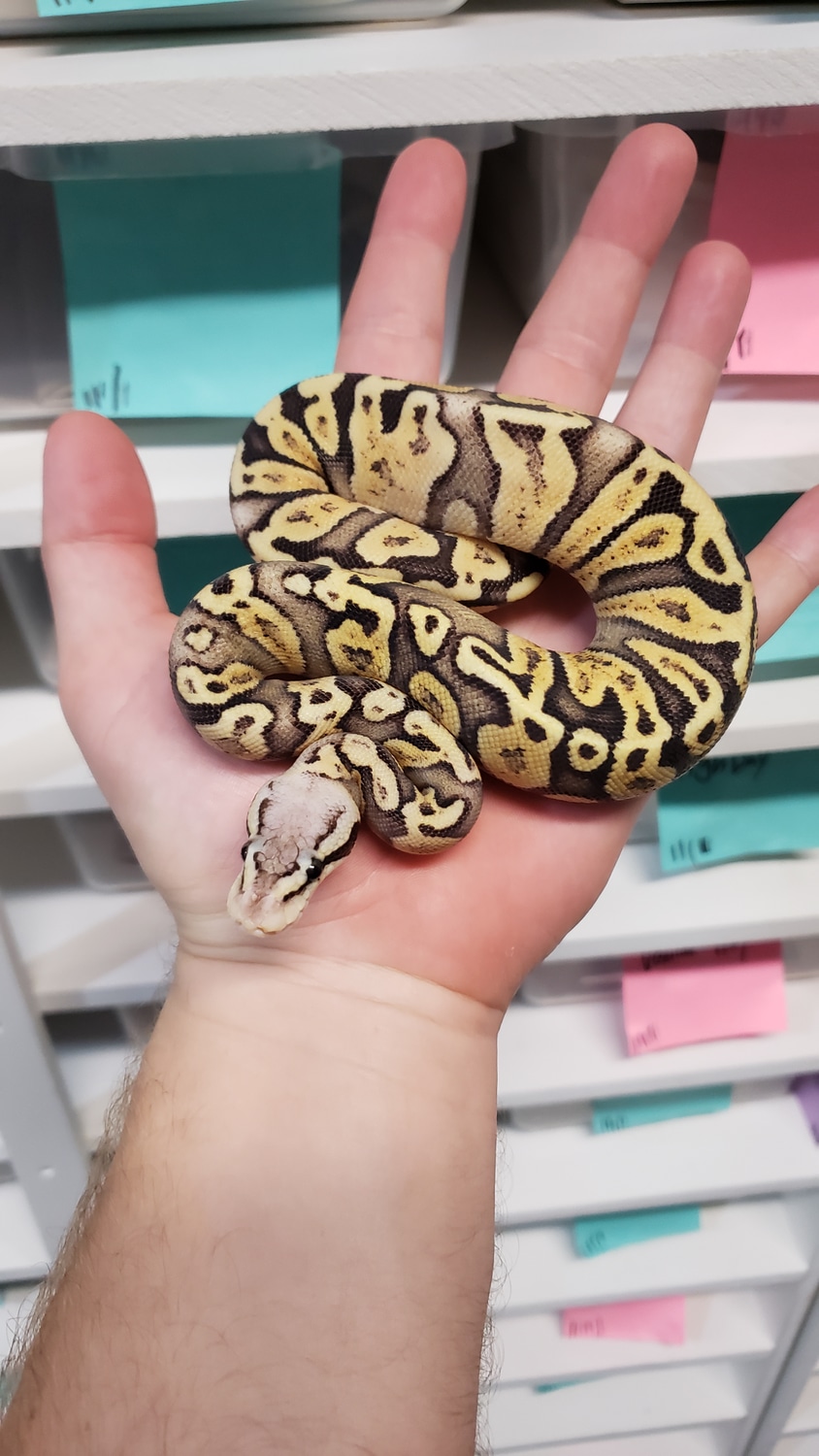 Super Pastel Lemonback GHI Ball Python by Morph Jungle - MorphMarket
