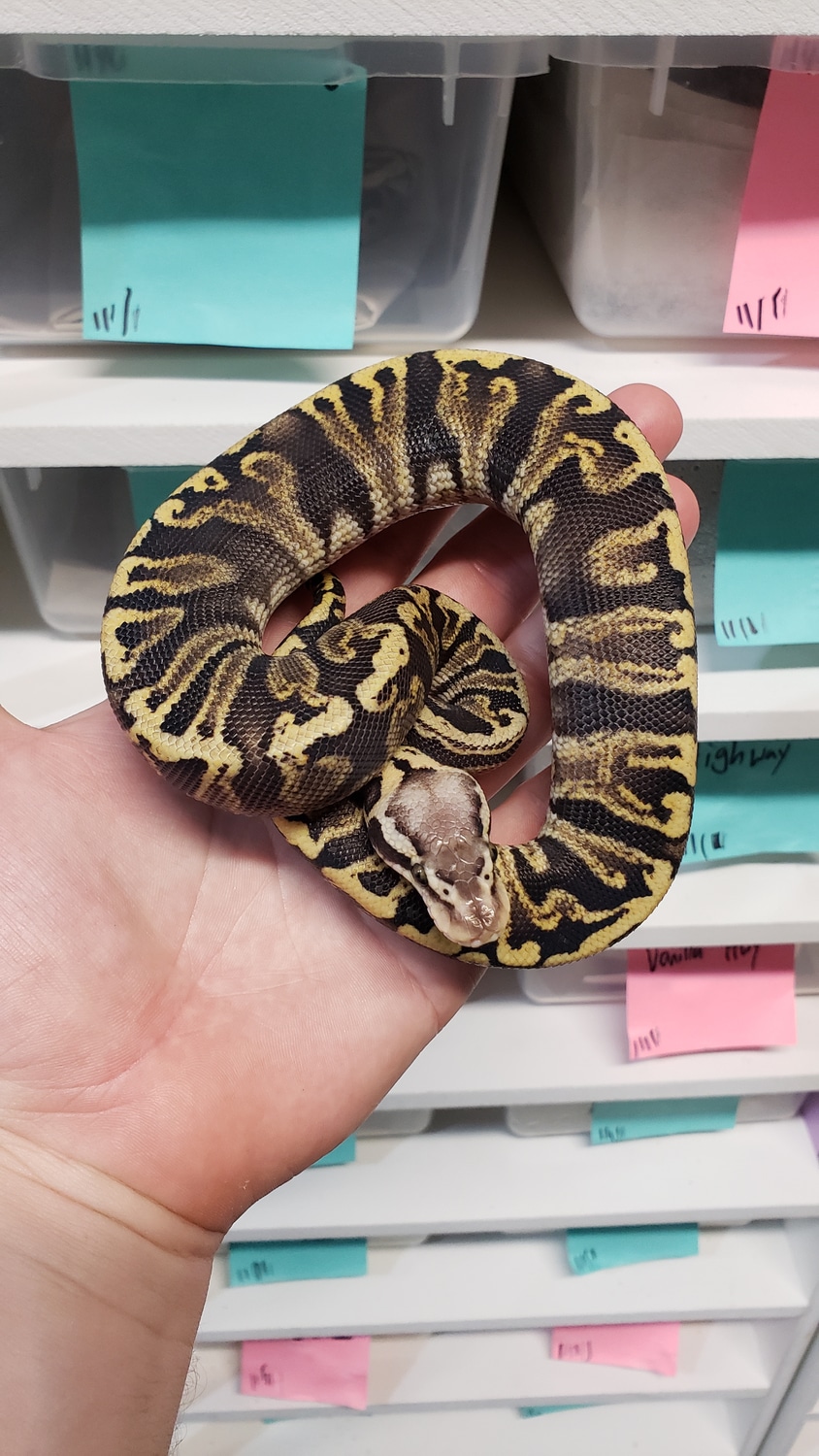 Pastel Super GHI Het Clown Ball Python by Morph Jungle - MorphMarket