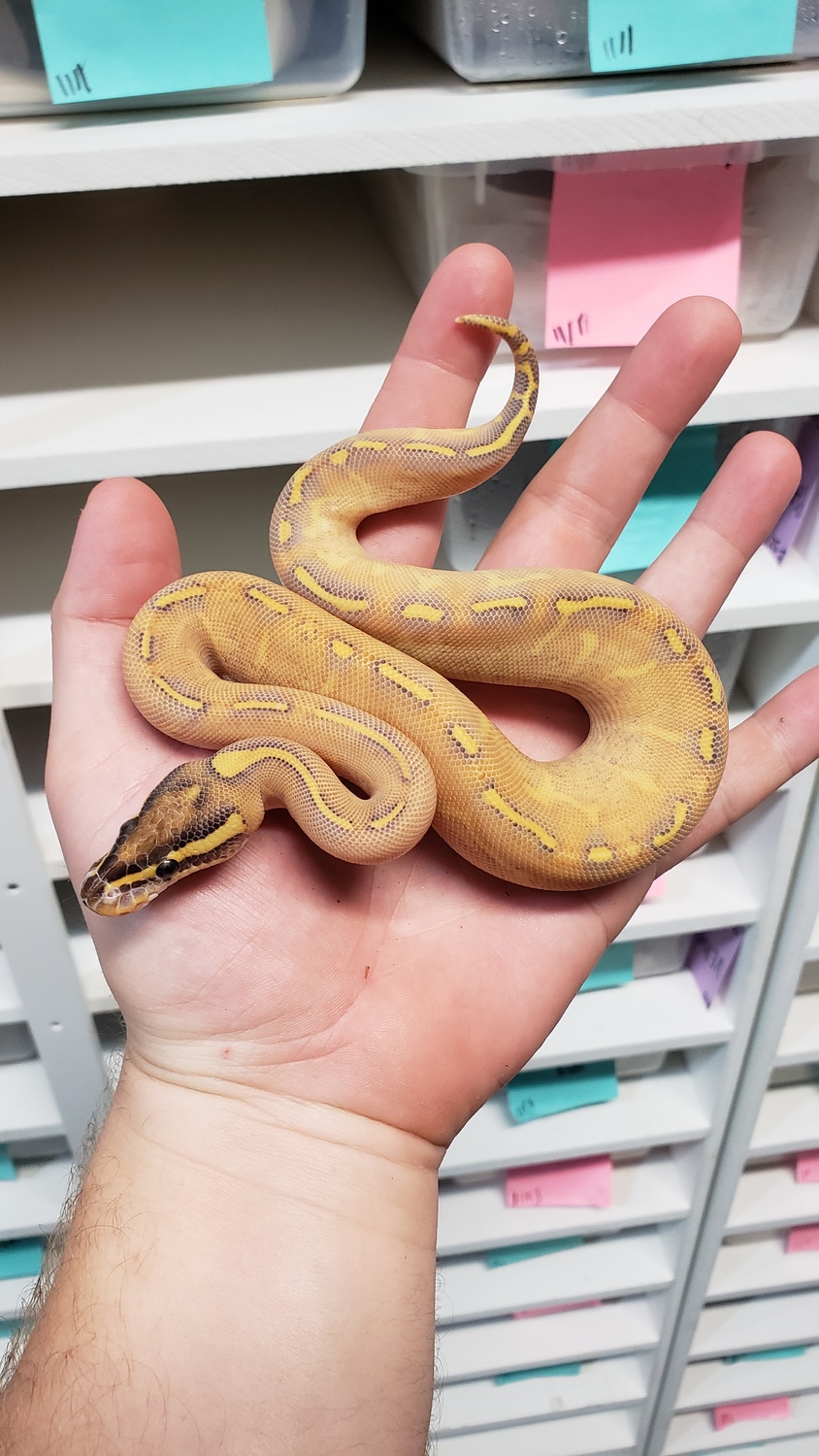 Enchi Highway Ball Python by Morph Jungle - MorphMarket