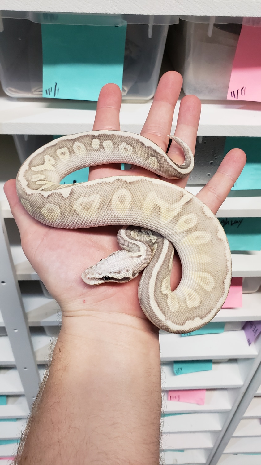 Superfly Lesser Leopard Pos GHI Ball Python by Morph Jungle - MorphMarket