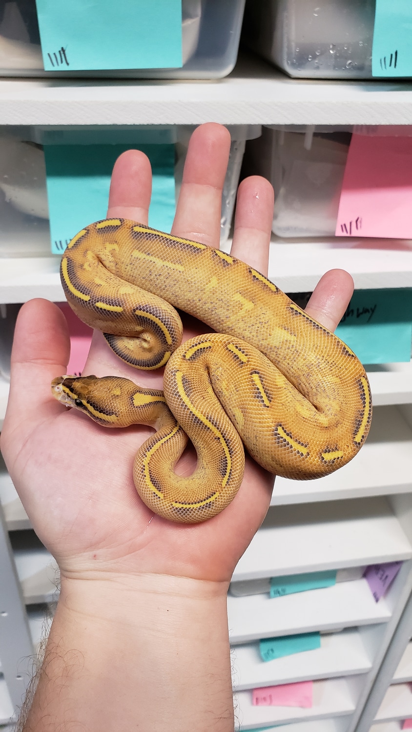 Vanilla Highway Ball Python by Morph Jungle - MorphMarket