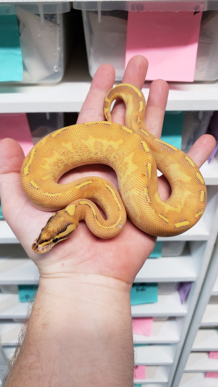 Enchi Vanilla Highway Ball Python by Morph Jungle - MorphMarket