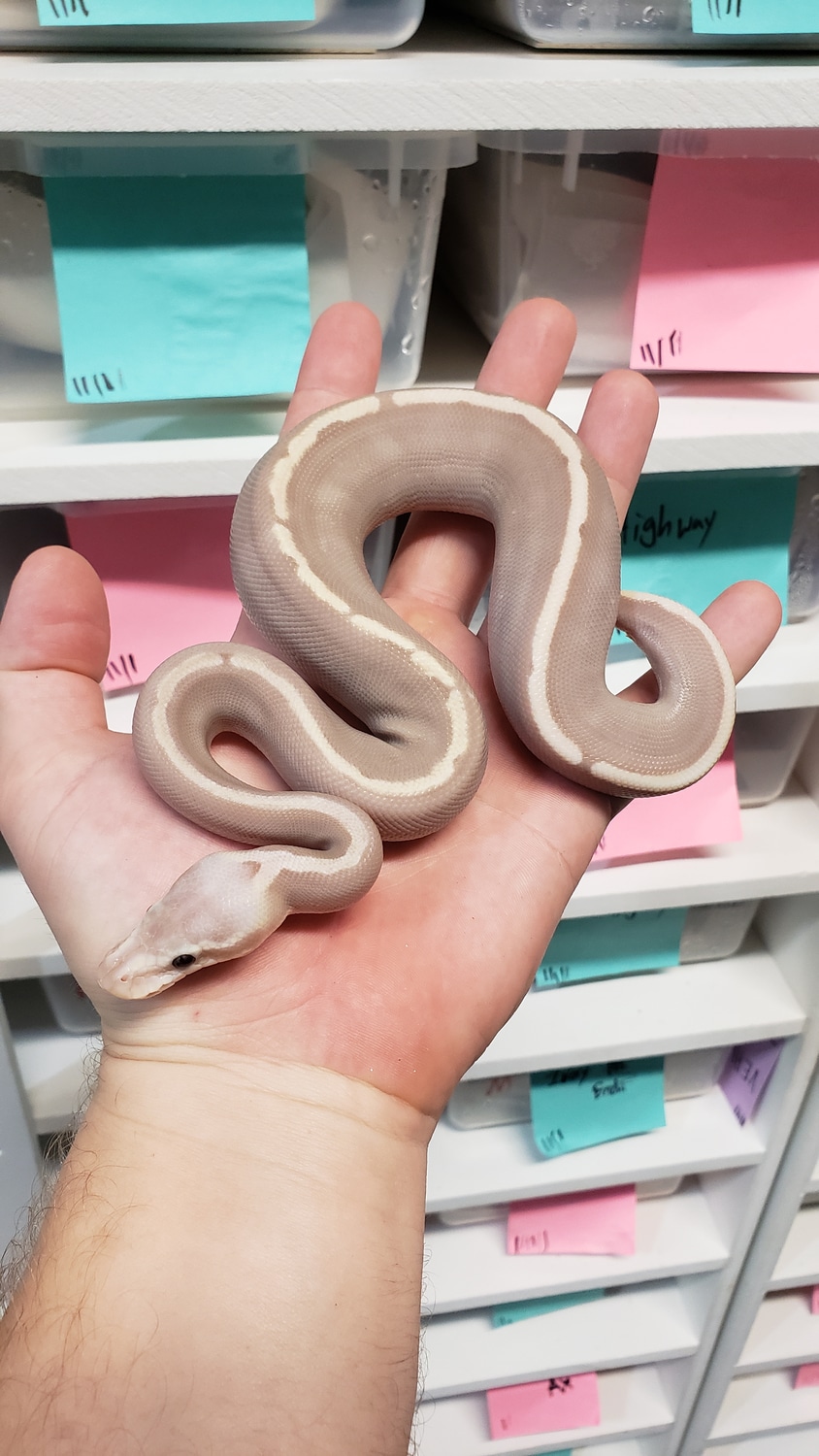 Pastel Mojave Banana Super GHI Ball Python by Morph Jungle - MorphMarket