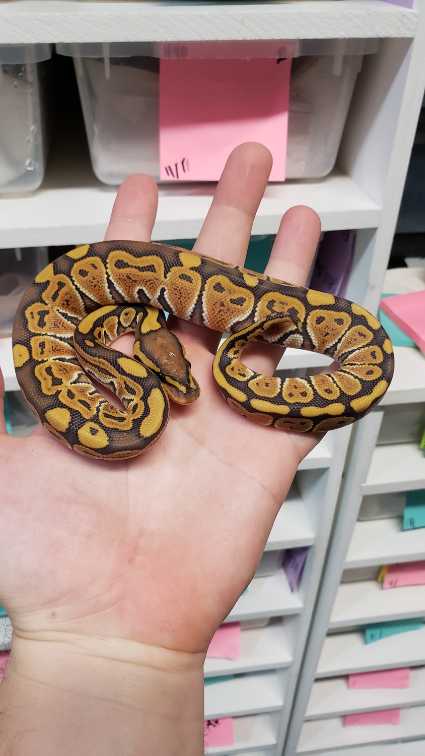 Ghost Ball Python by Morph Jungle - MorphMarket