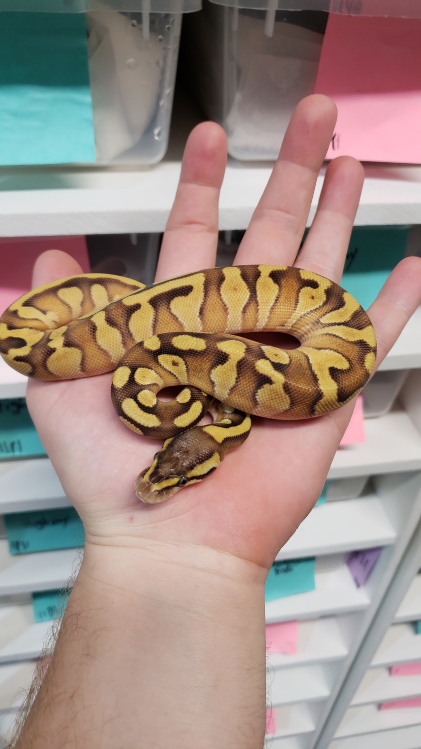 Pastave Enchi Ball Python by Morph Jungle - MorphMarket