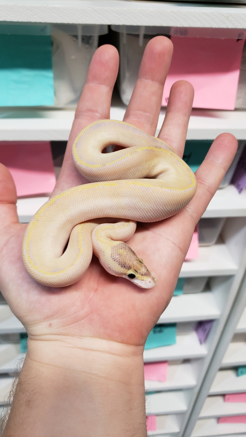 Ivory Ball Python by Morph Jungle - MorphMarket
