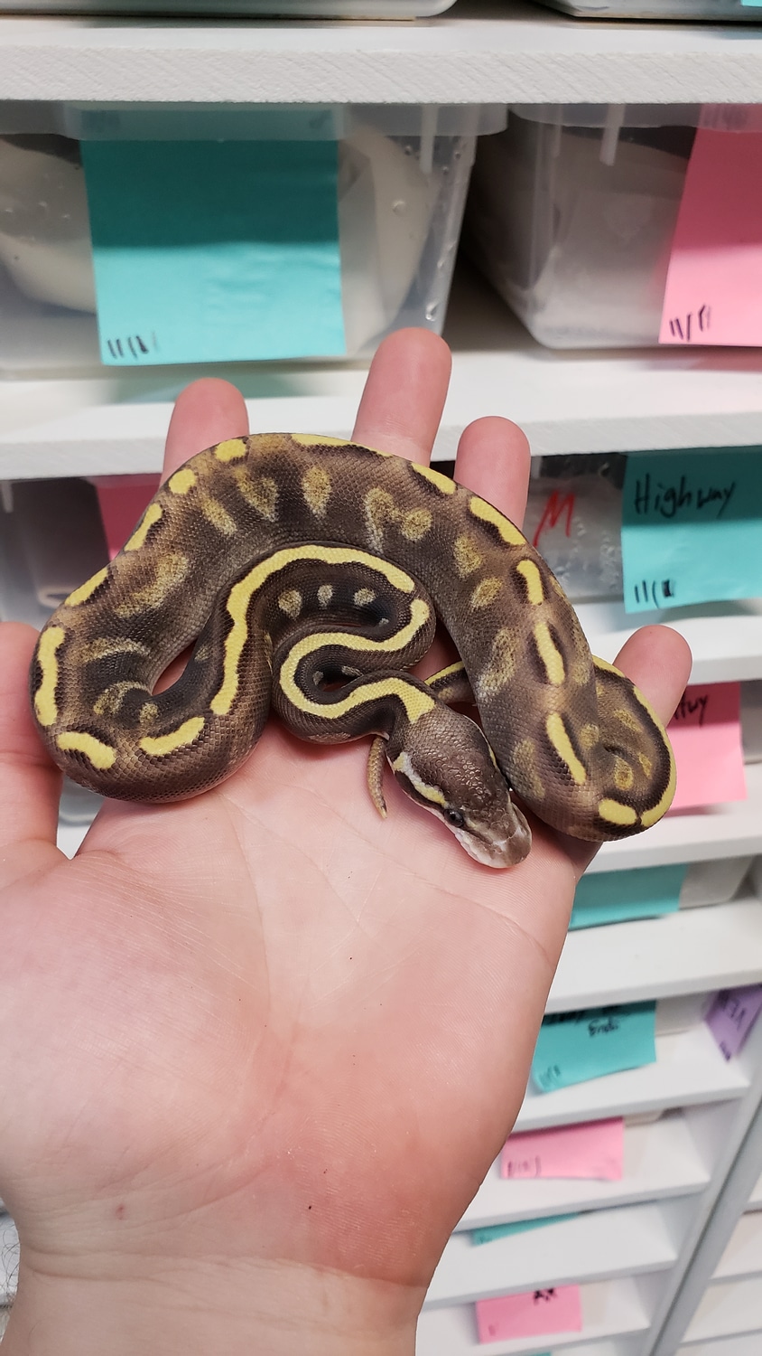 Pastave GHI Enchi Ball Python by Morph Jungle - MorphMarket