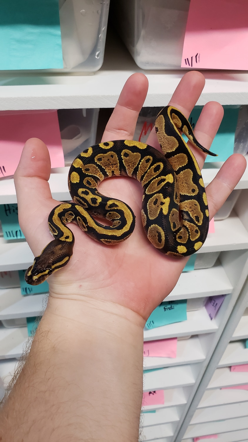 Asphalt/Spark Ball Python by Morph Jungle - MorphMarket