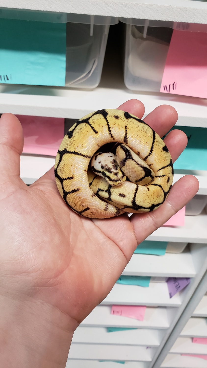 Bumblebee Asphalt/Spark Ball Python by Morph Jungle - MorphMarket