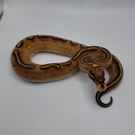 Highway Ball Python by Morph Jungle