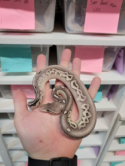 Pewter Lesser Ball Python by Morph Jungle