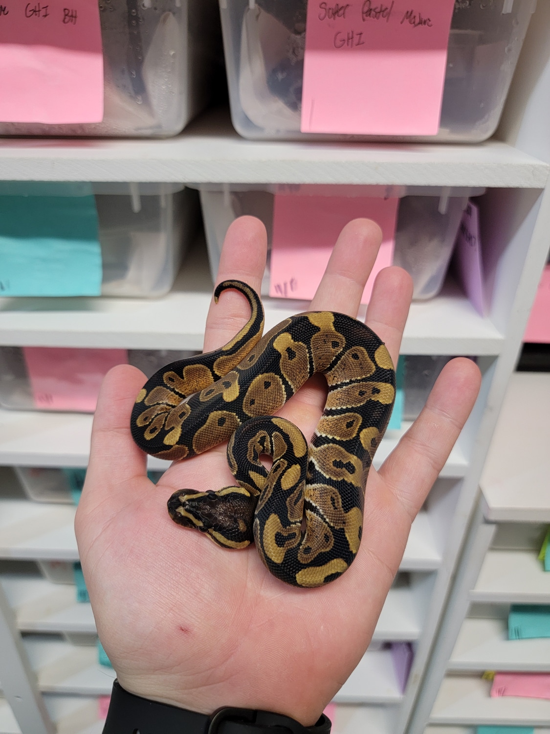 Het DG Ball Python by Morph Jungle - MorphMarket