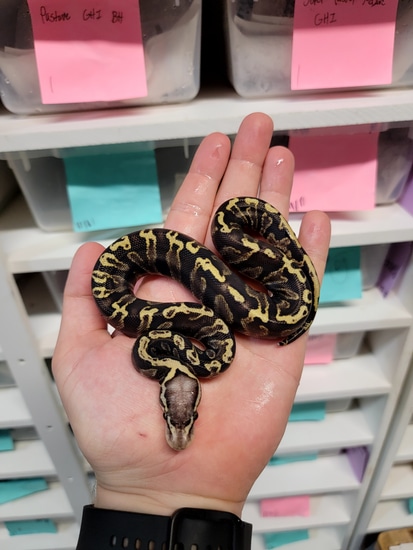 Pastel Super GHI Ball Python by Morph Jungle