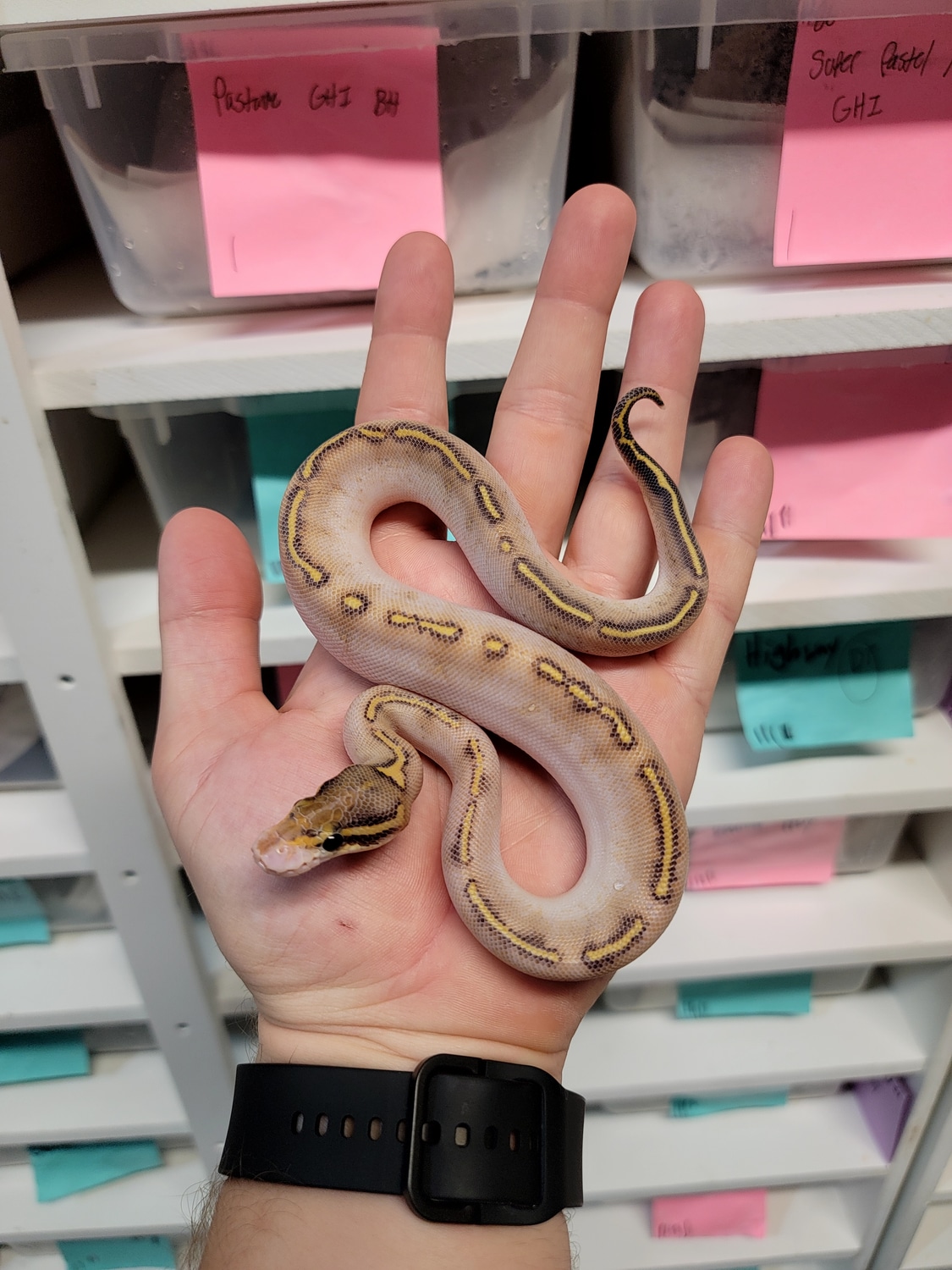 GHI Highway Ball Python by Morph Jungle - MorphMarket