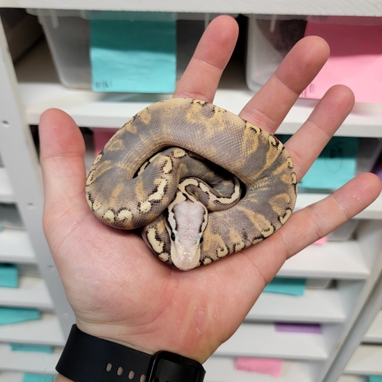 Super Pastel Vanilla Super GHI Yellowbelly/Asphalt Ball Python by Morph ...