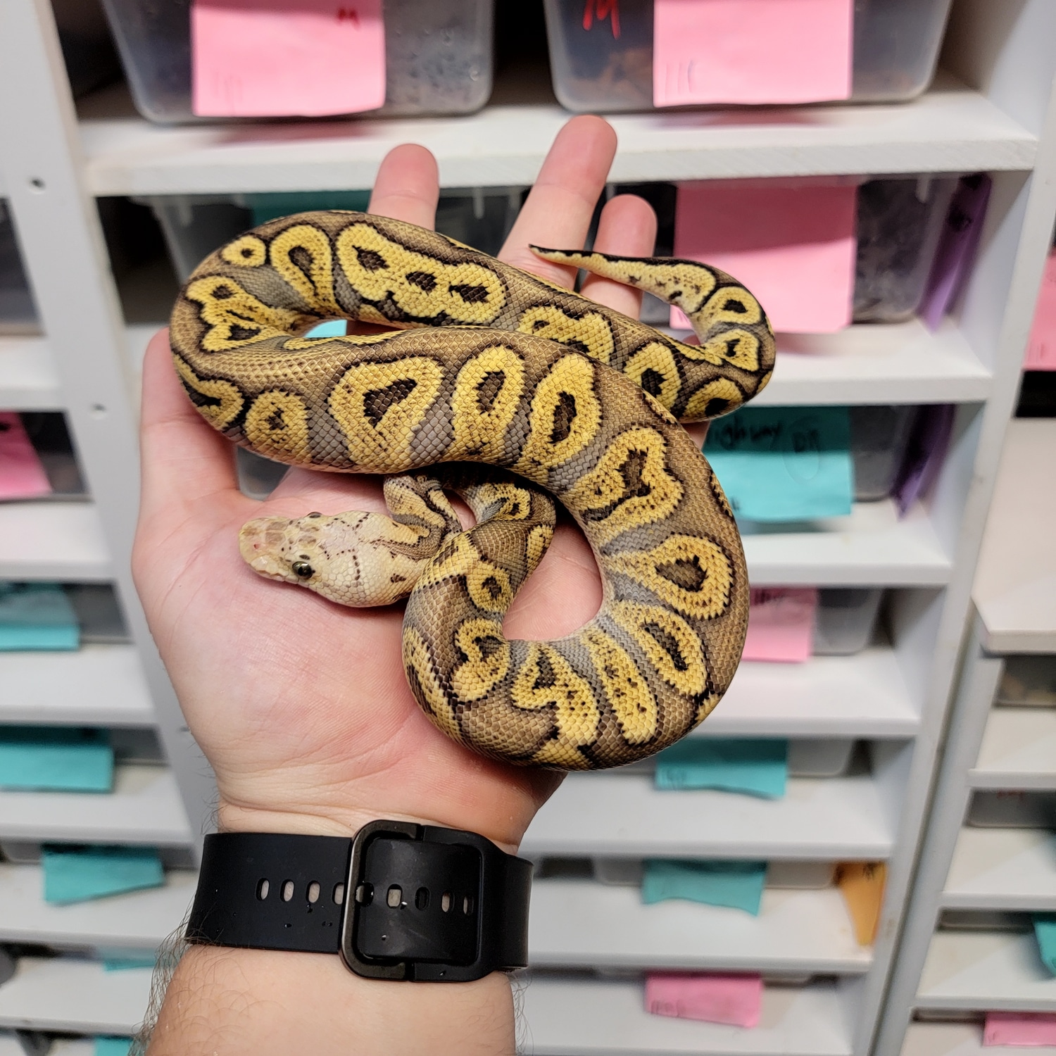 Pastel Super GHI Clown Ball Python by Morph Jungle - MorphMarket
